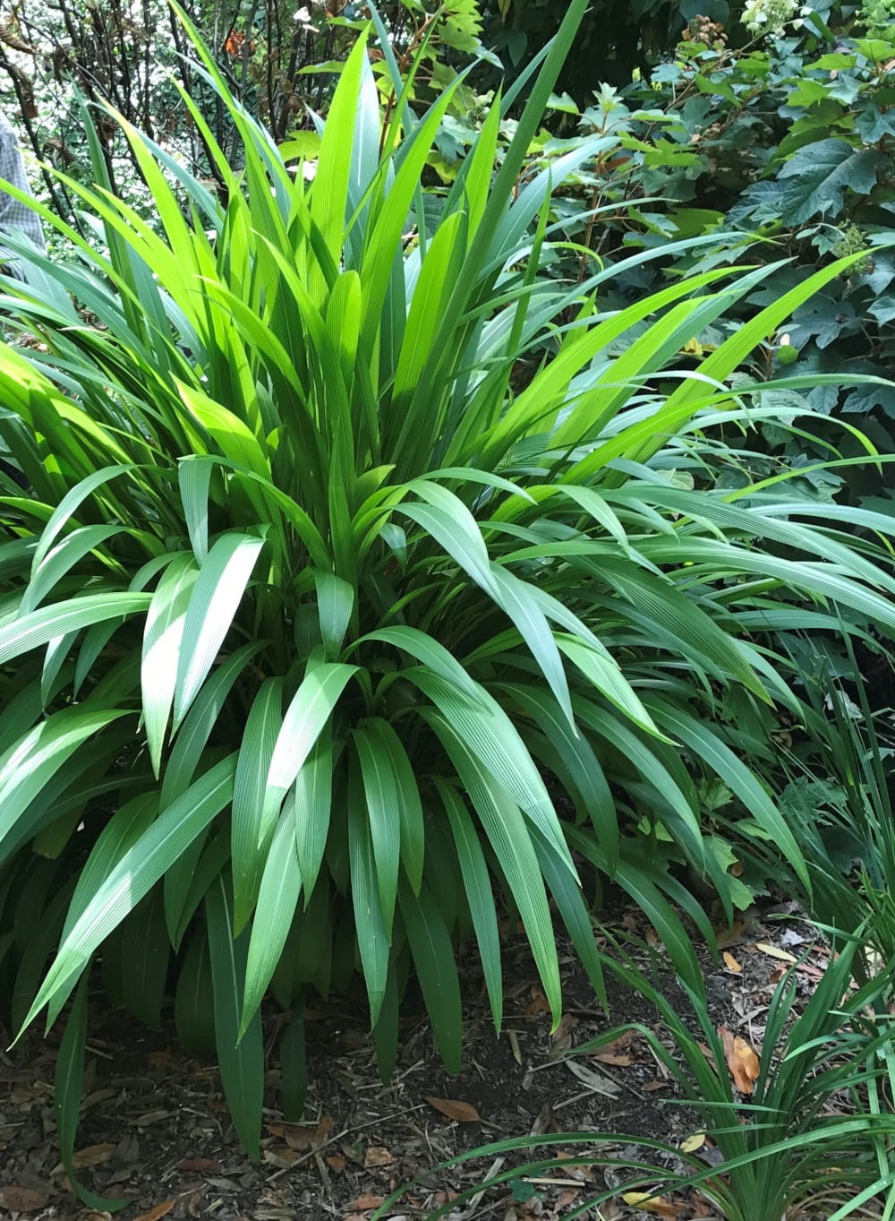 Setaria Palmifolia Bananalicious.pl