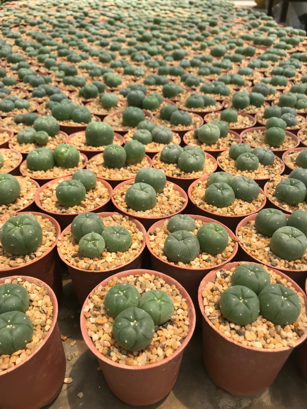 Lophophora Williamsii Peyotl Bananalicious.pl