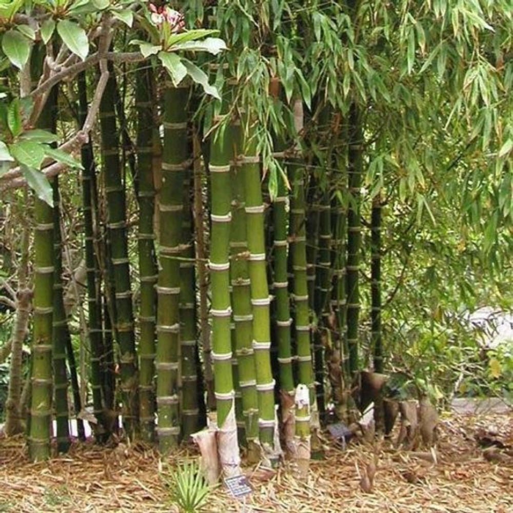 Bambusa Bambos Arundinacea Bananalicious.pl