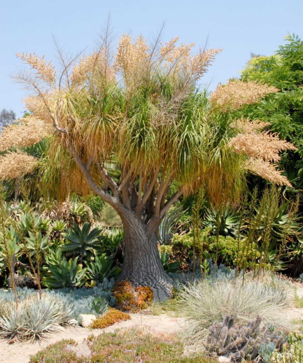 Beaucarnea Recurvata Bananalicious.pl