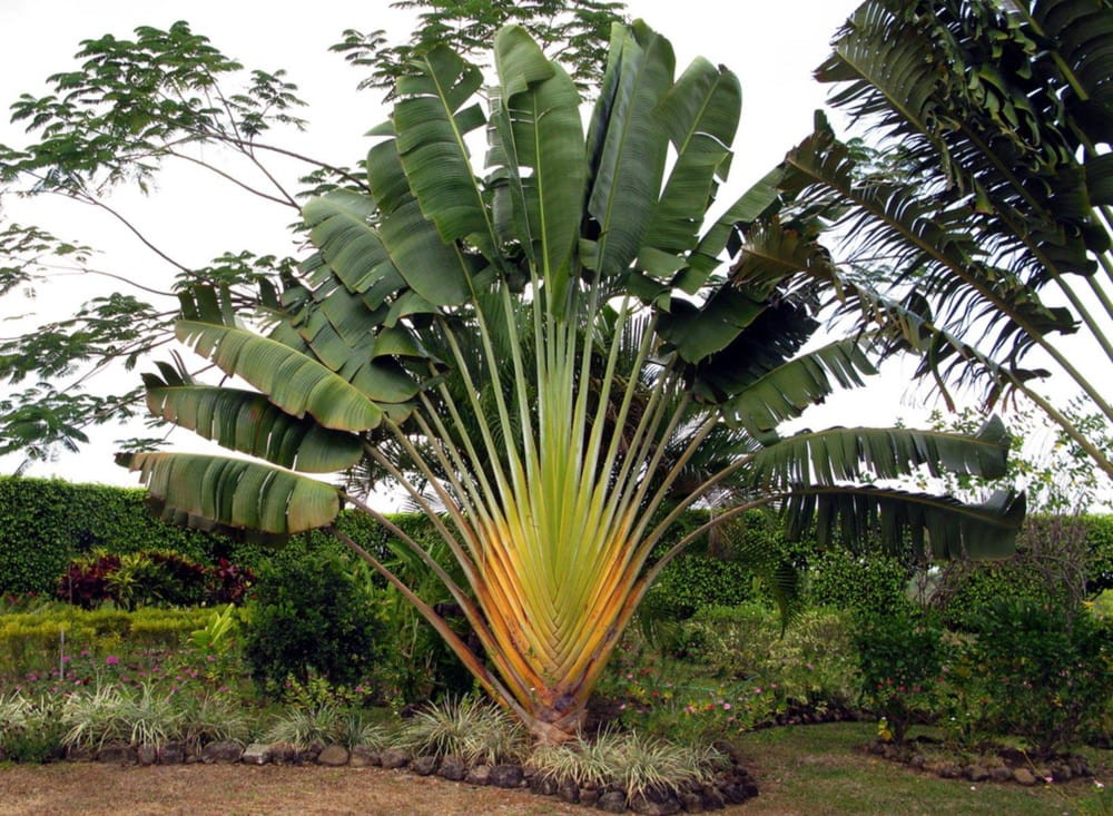Ravenala Madagascariensis Bananalicious.pl