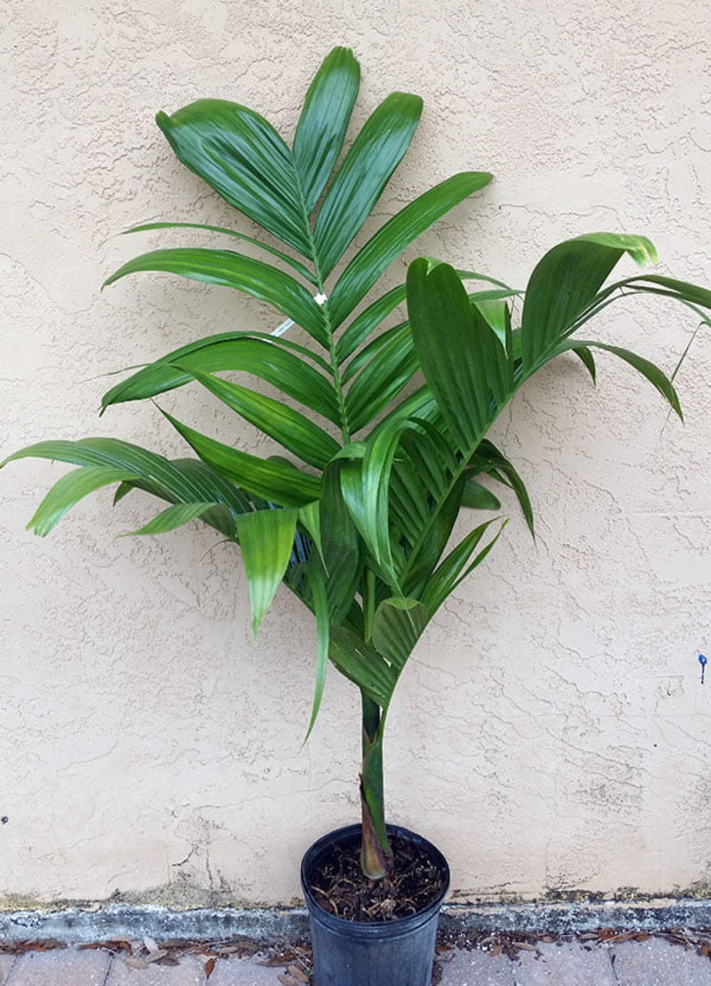 Areca Catechu Bananalicious.pl