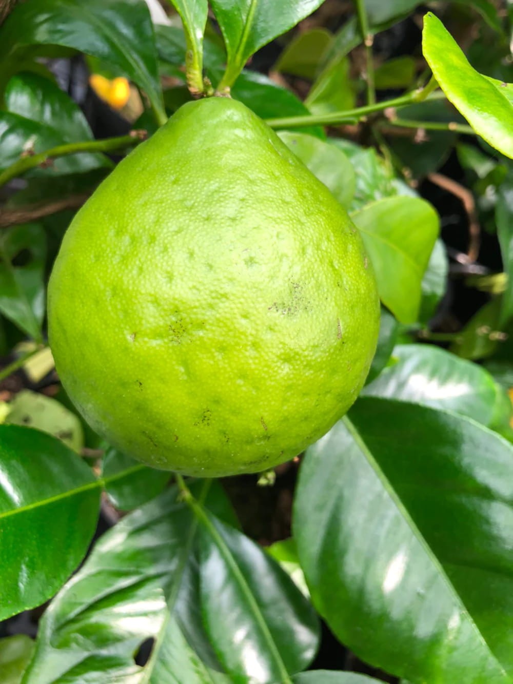 Citrus Macroptera Bananalicious.pl