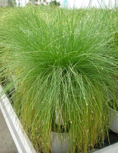 Isolepsis Cernua Bananalicious.pl